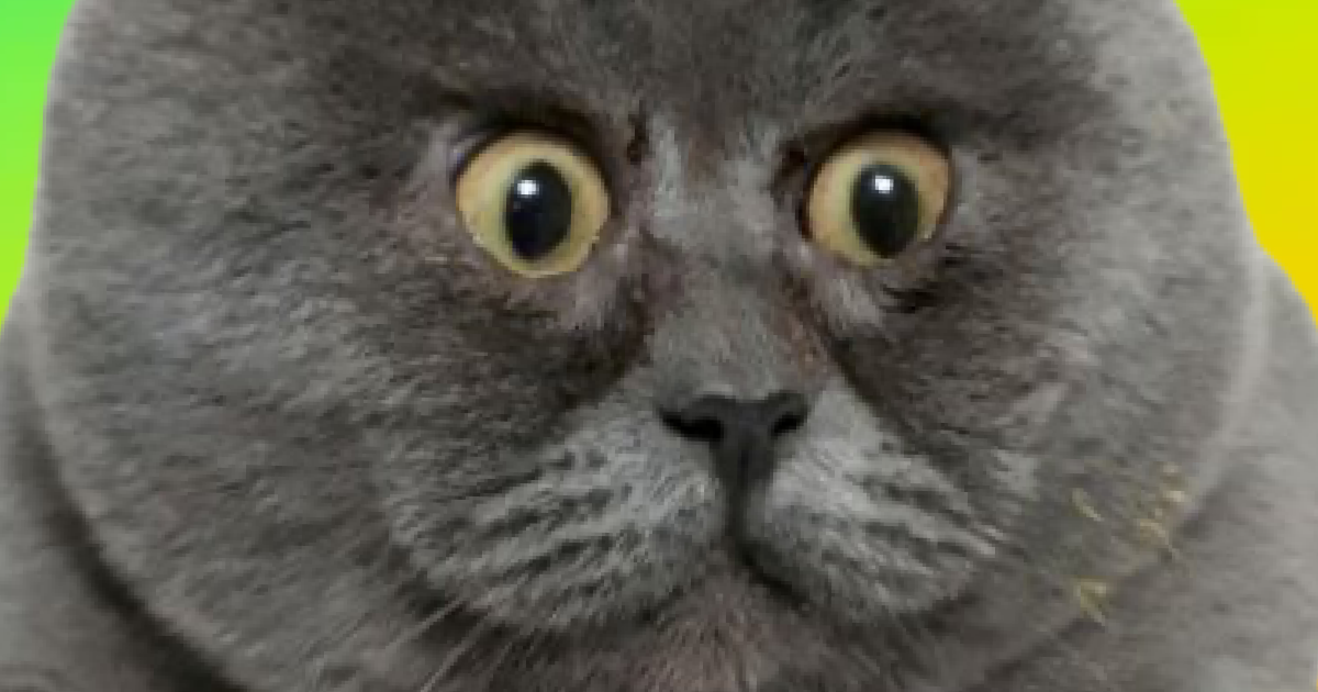 Hypersonic Meow | The World's Most Cracked Web Agency